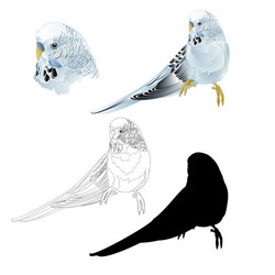 Parakeet Outline Vector Images (over 390)