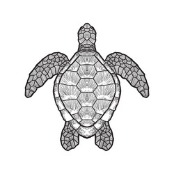 Green sea turtle realistic of animal Royalty Free Vector