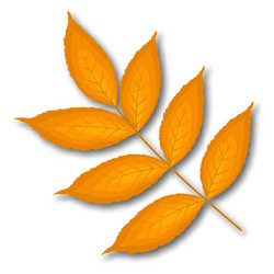 Ash-tree leaf Royalty Free Vector Image - VectorStock