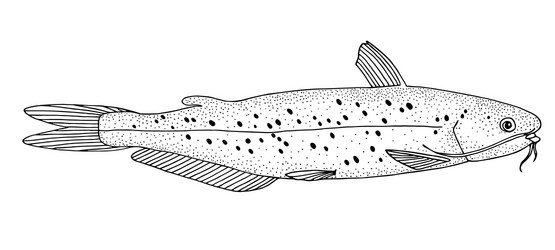 Catfish Line Drawing Vector Images (over 130)