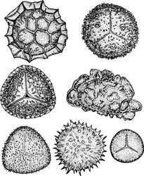 Spores Vector Images (over 9,500)