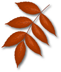 Ash-tree leaf Royalty Free Vector Image - VectorStock