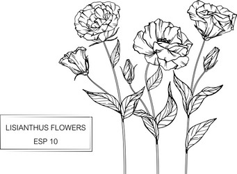White Lisianthus Vector Images (47)