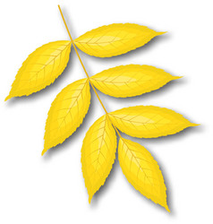 Ash-tree leaf Royalty Free Vector Image - VectorStock