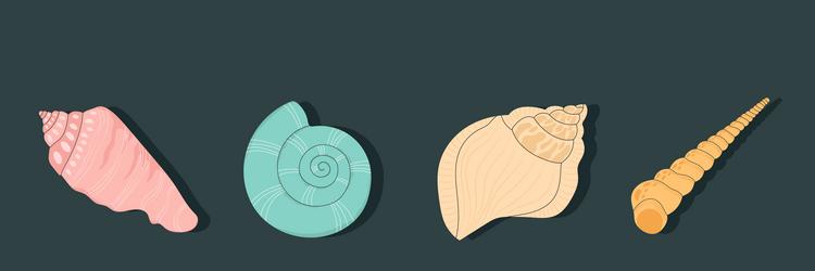 Seashell isolated seashells oyster and clam Vector Image