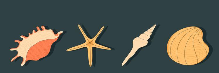 Seashell isolated seashells oyster and clam Vector Image