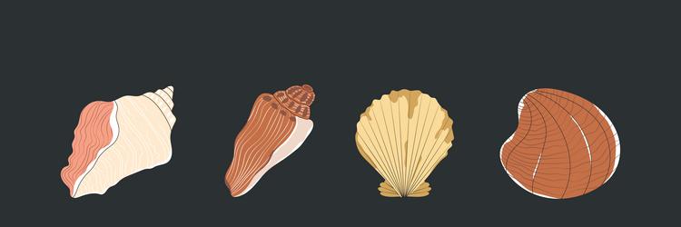 Seashell isolated seashells oyster and clam Vector Image