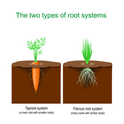 Root system Royalty Free Vector Image - VectorStock