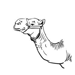 Camel Line Drawing Vector Images (over 760)