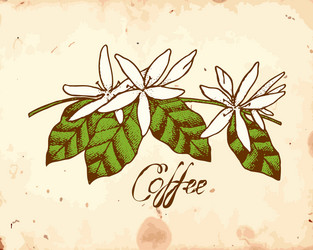 Coffee Flower Vector Images (over 14,000)