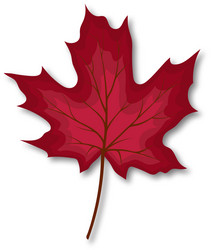 Cartoon red maple leaf Royalty Free Vector Image