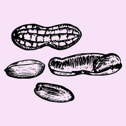 Peanuts in Shell Vector Images (over 2,800)