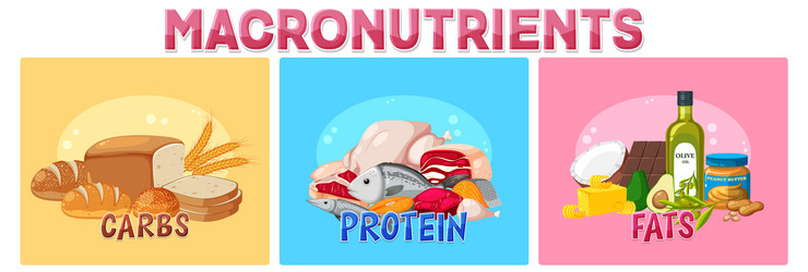Macronutrients diagram with food ingredients Vector Image