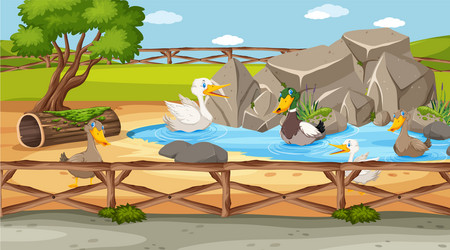 Ducks Landing Vector Images (over 650)