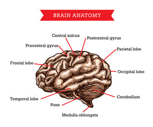 Brain anatomy color scheme Royalty Free Vector Image