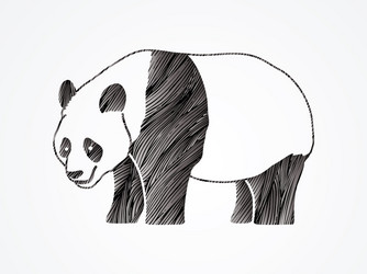 Standing Panda Bear Drawing
