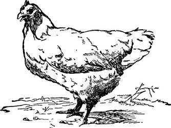 Hen line drawing Royalty Free Vector Image - VectorStock