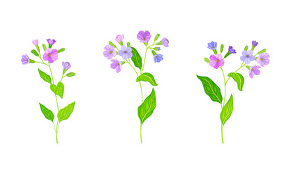 Phlox Flower Vector Images (over 370)
