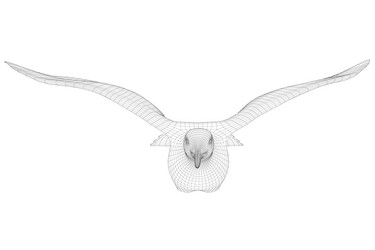 Flying bird wireframe isolated on white background