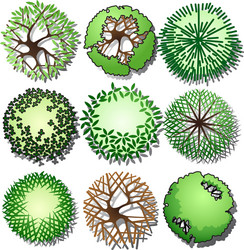 Tree top Royalty Free Vector Image - VectorStock