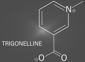 Trigonelline molecule skeletal formula Royalty Free Vector