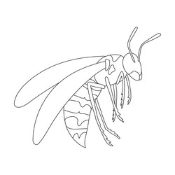 Insect Anatomy Diagram Vector Images (over 110)