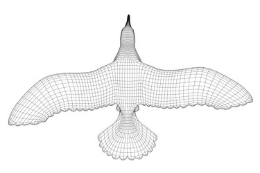 Flying bird wireframe isolated on white background