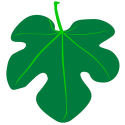 Fig leaf sketch Royalty Free Vector Image - VectorStock