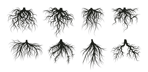 Plants roots systems growing fibrous trees Vector Image