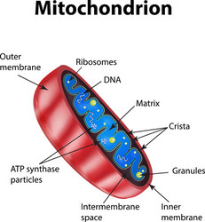 Mitochondria structure mitochondrial function Vector Image