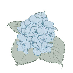 Hydrangea Vector Images (over 4,700)