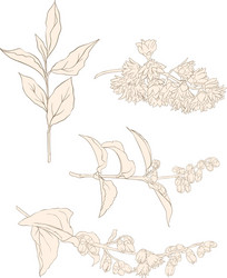Spring flowers set outline hand drawing Royalty Free Vector