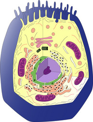 Cell Death Vector Images (over 2,100)