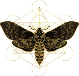 Golden moth over sacred geometry sign isolated Vector Image