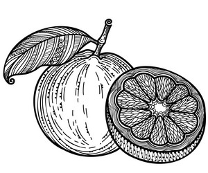 Orange Slice Line Art Vector Images (over 2,200)