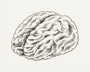 Brain minimalistic sketch concept Royalty Free Vector Image