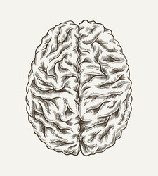 Brain minimalistic sketch concept Royalty Free Vector Image