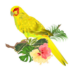 Parrot in yellow bird indian ringneck Royalty Free Vector