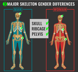 Obese skeleton anatomy Royalty Free Vector Image