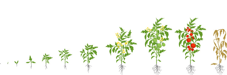Tomato plant growth life cycle growing stages Vector Image