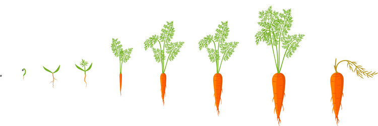 Anatomy diagram parts carrot plant with root Vector Image