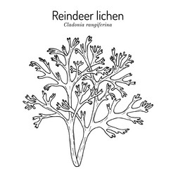 Lichens Vector Images (over 930)