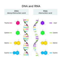 Infographic dna and rna spiral ribonucleic vs Vector Image