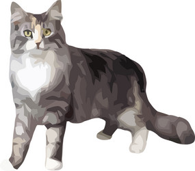 American longhair cat breed Royalty Free Vector Image