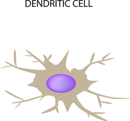 Dendritic Cell Immune Vector Images (57)