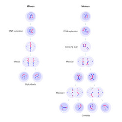 Mitosis scheme Royalty Free Vector Image - VectorStock