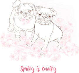 Pug dogs with blooming sakura flowers Royalty Free Vector