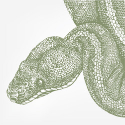 Boa Snake Head Vector Images (over 110)