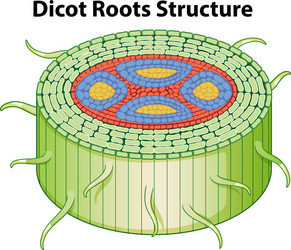 Diagram showing parts dicot seed on white Vector Image