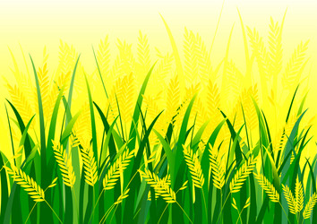 Rice Field Vector Images (over 10,000)